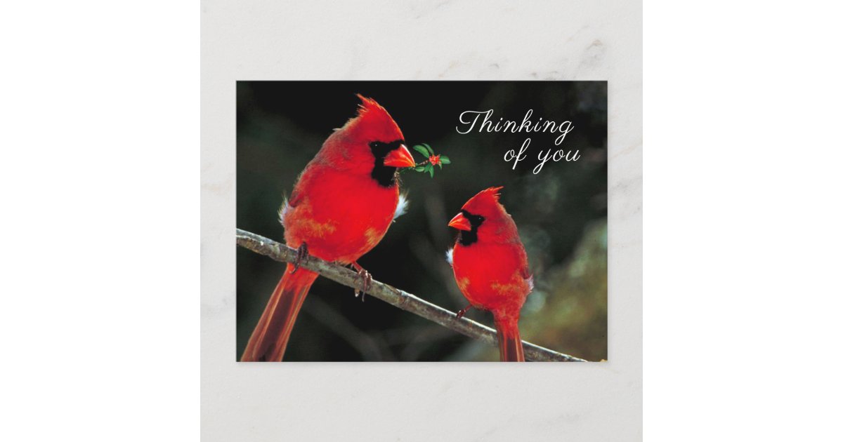 Cardinal Postcard | Zazzle