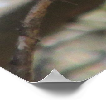 Cardinal Poster | Zazzle