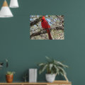 Cardinal Poster | Zazzle