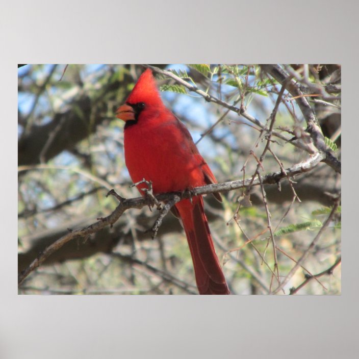 Cardinal Poster | Zazzle.com