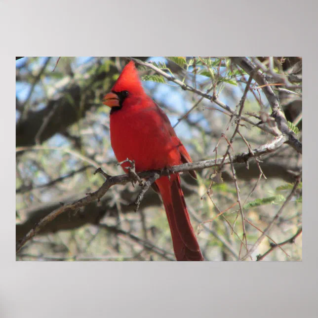 Cardinal Poster | Zazzle