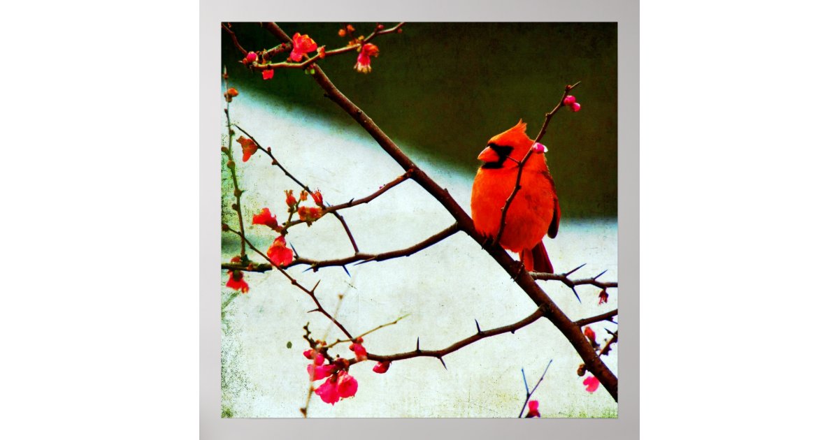 Cardinal Poster | Zazzle