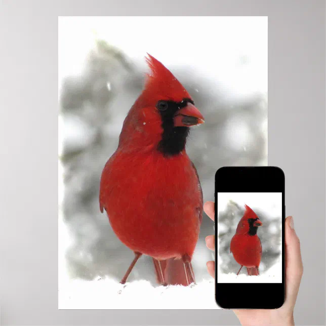 Cardinal Poster | Zazzle