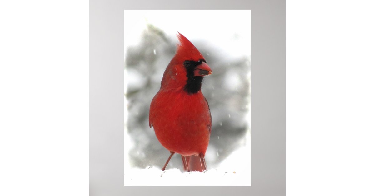 Cardinal Poster | Zazzle