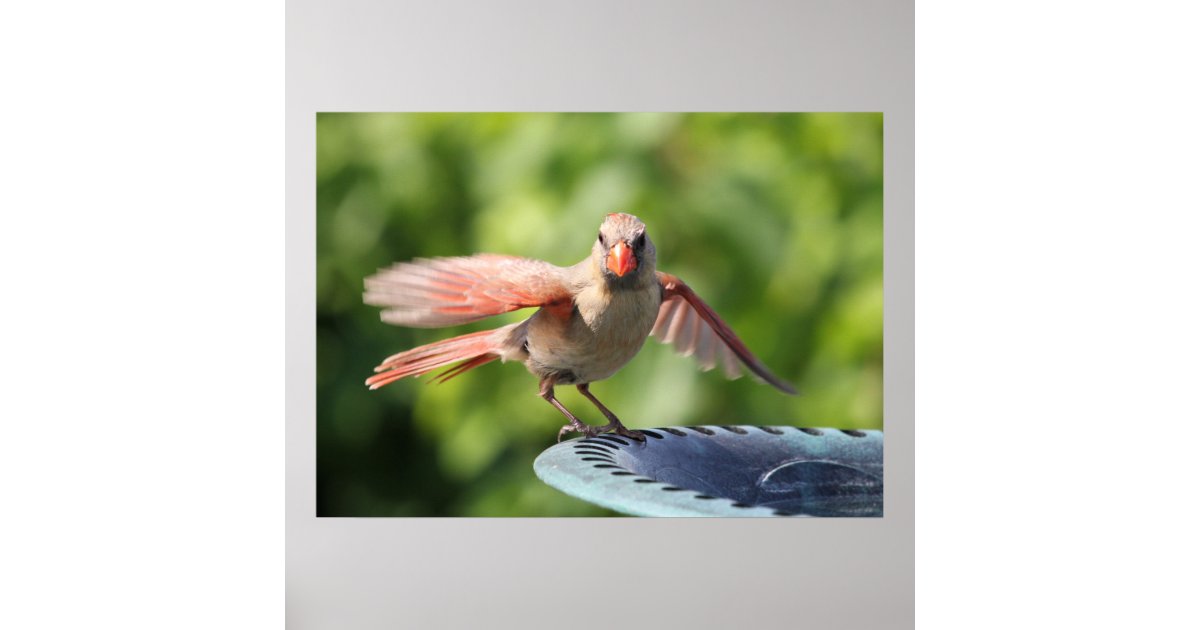Cardinal Poster | Zazzle