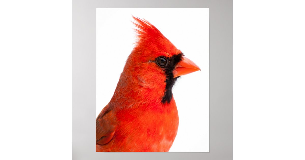 Cardinal Poster | Zazzle
