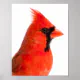 Cardinal Poster | Zazzle