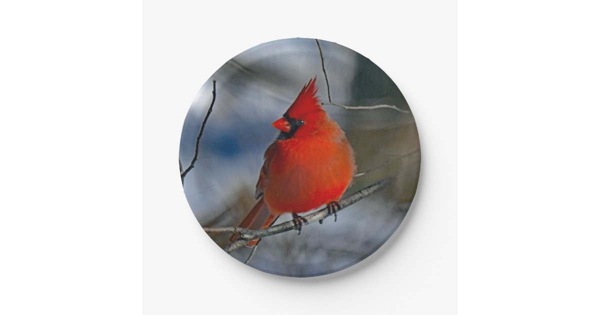 Cardinal Red Winter Photo Paper Plates | Zazzle