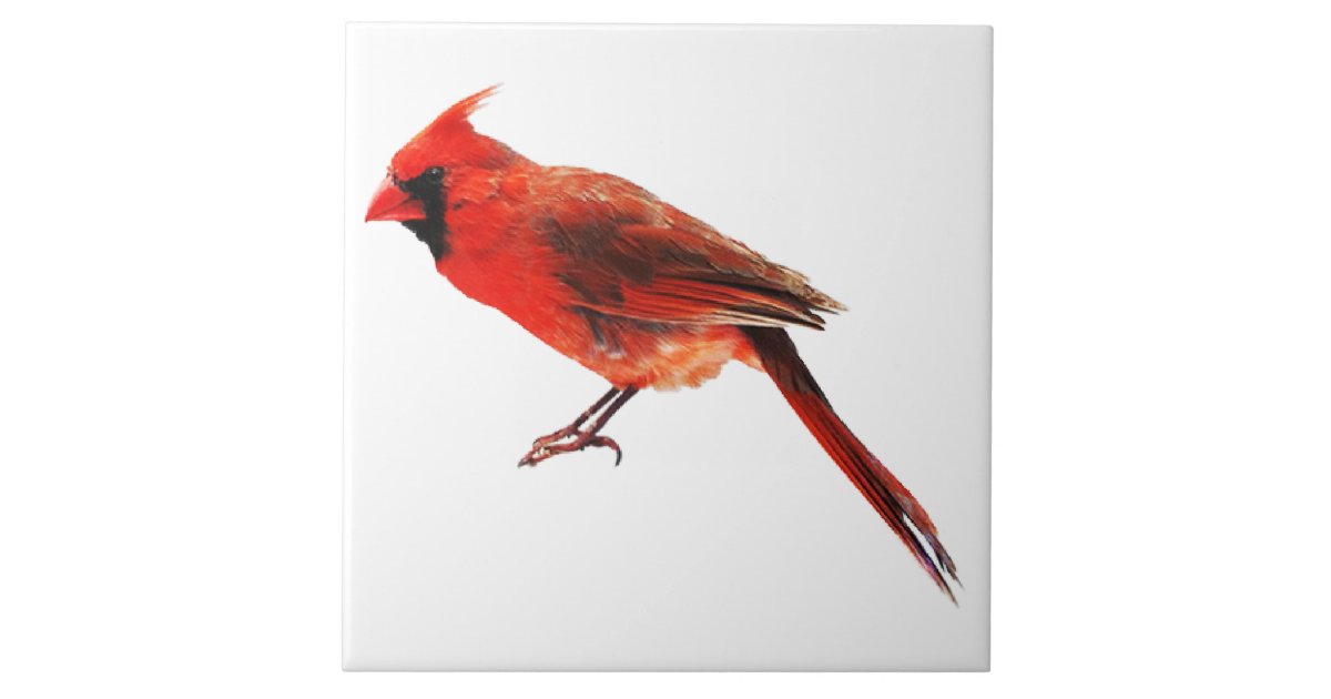 Cardinal(s) Ceramic Tile | Zazzle
