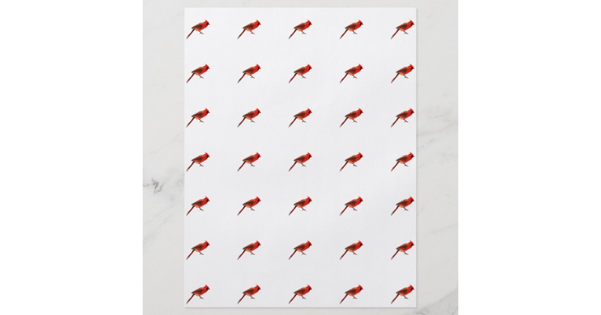 Cardinal(s) Flyer | Zazzle