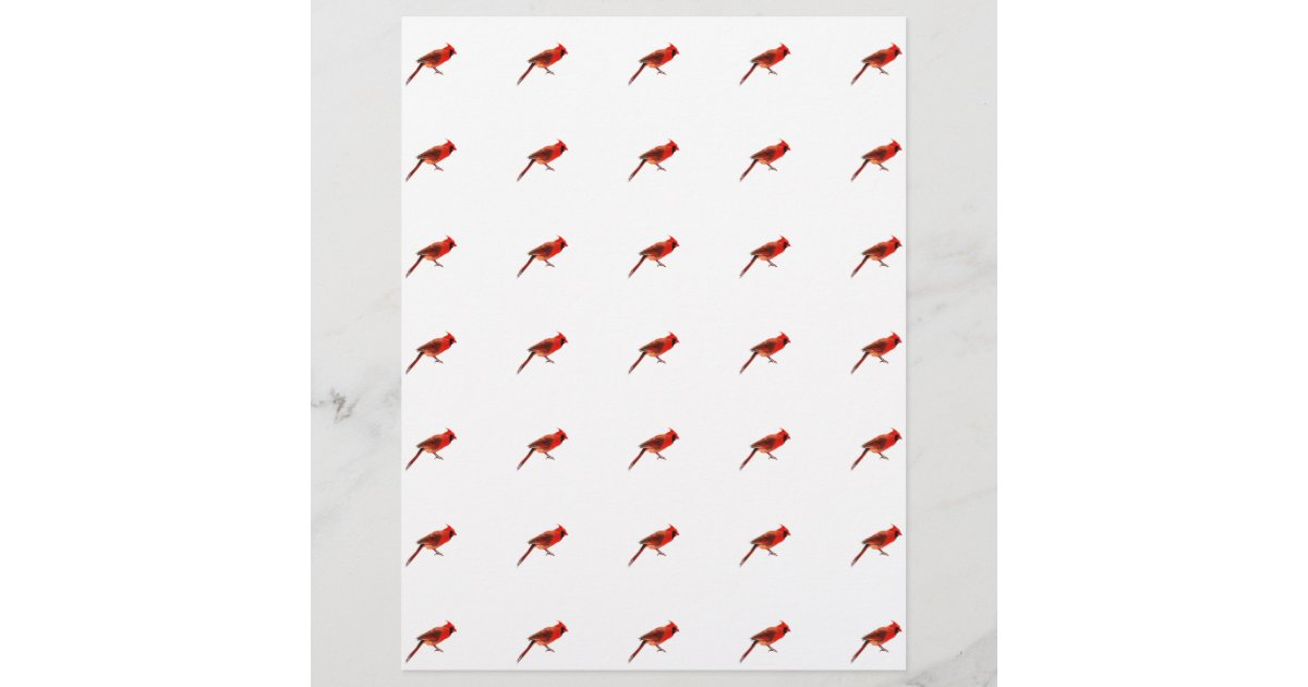 Cardinal(s) Flyer | Zazzle