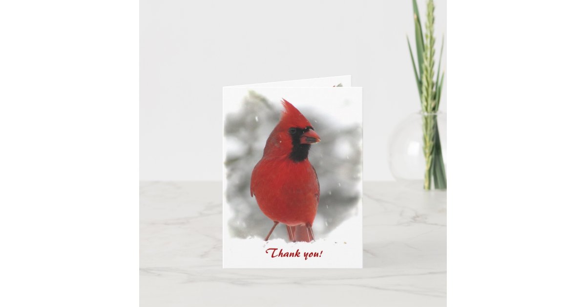 Cardinal Thank You | Zazzle