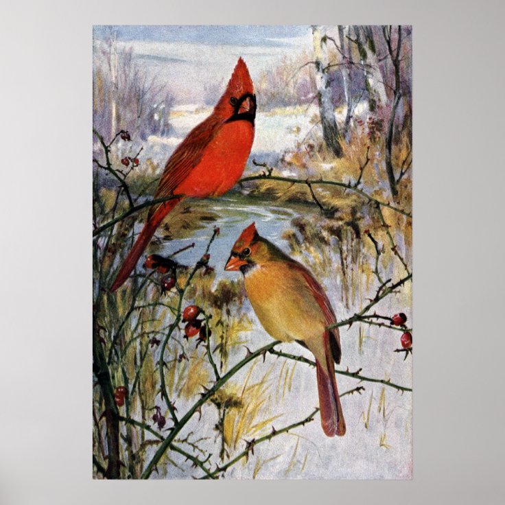 Cardinals in Winter Poster | Zazzle