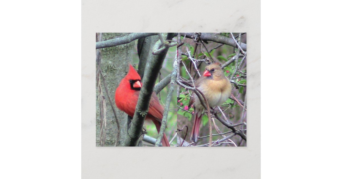 Cardinals ( Spring ) Postcard | Zazzle