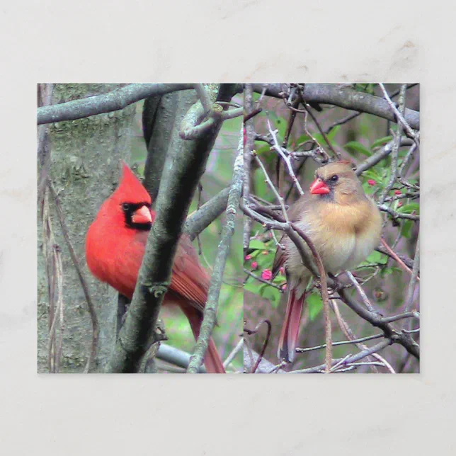 Cardinals ( Spring ) Postcard | Zazzle