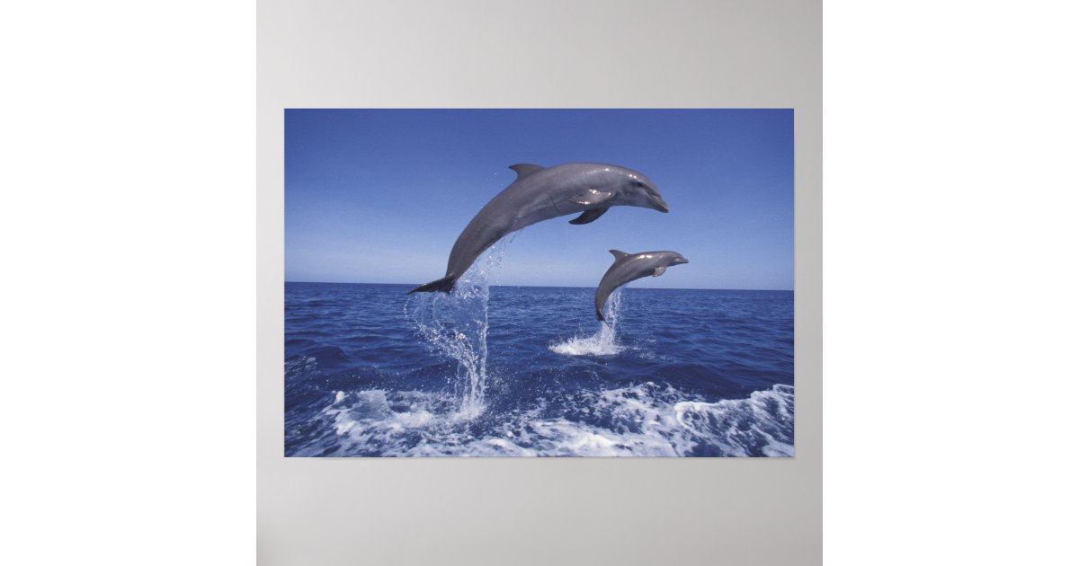 Caribbean, Bottlenose dolphins Poster | Zazzle