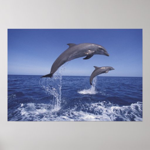 Dolphins Posters, Dolphins Prints, Art Prints, Poster Designs