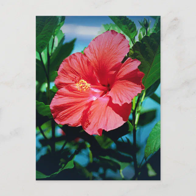 Caribbean flower postcard | Zazzle