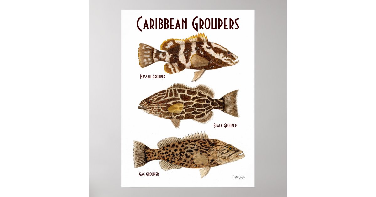 Caribbean Groupers Poster | Zazzle