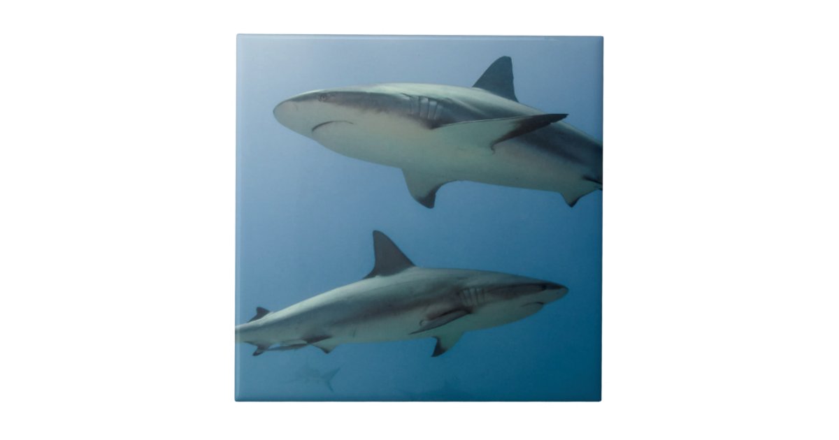 Caribbean Reef Shark Ceramic Tile | Zazzle