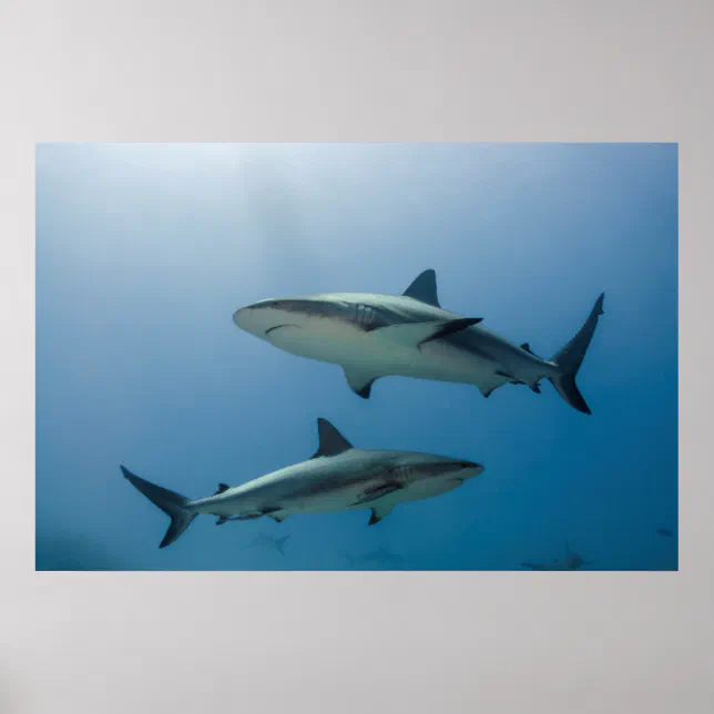 Caribbean Reef Shark Poster | Zazzle