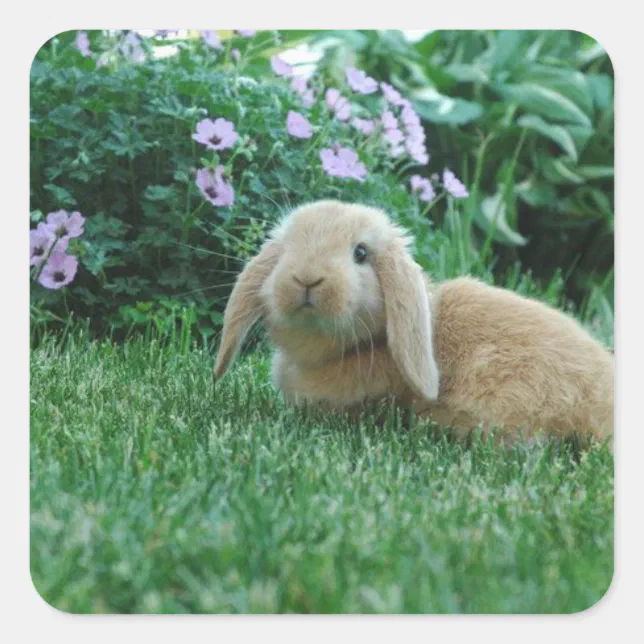 Carlos the Lop Eared Baby Bunny Square Sticker | Zazzle