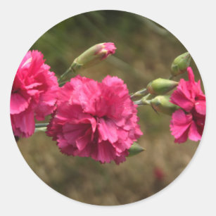 Carnation Stickers | Zazzle