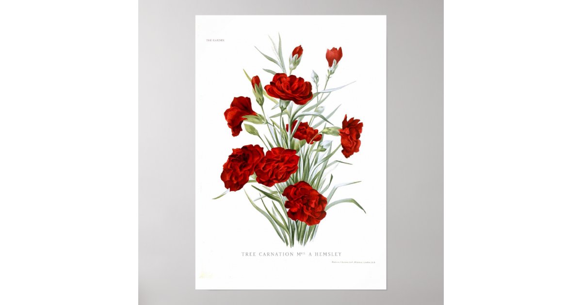 Carnation Poster | Zazzle