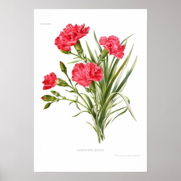 Carnation 'Queen' Poster | Zazzle
