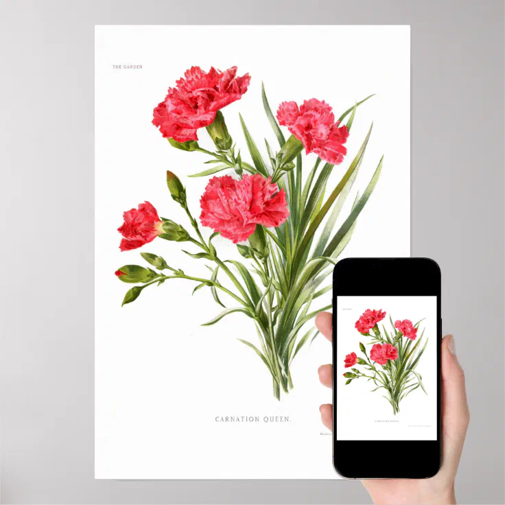 Carnation 'Queen' Poster | Zazzle