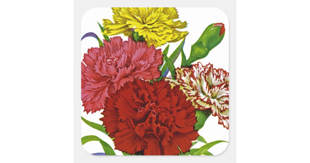 Carnation Vintage Seed Packet Square Sticker | Zazzle