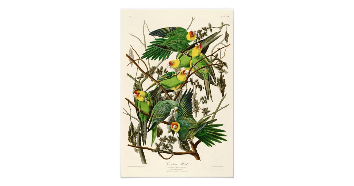 Carolina Parrot John Audubon Birds of Ameria Photo Print | Zazzle