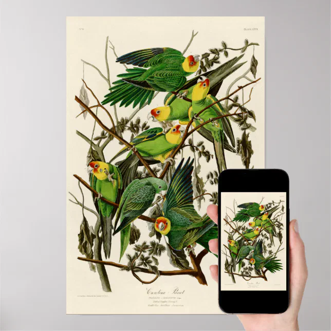 Carolina Parrot John Audubon Birds of Ameria Poster | Zazzle