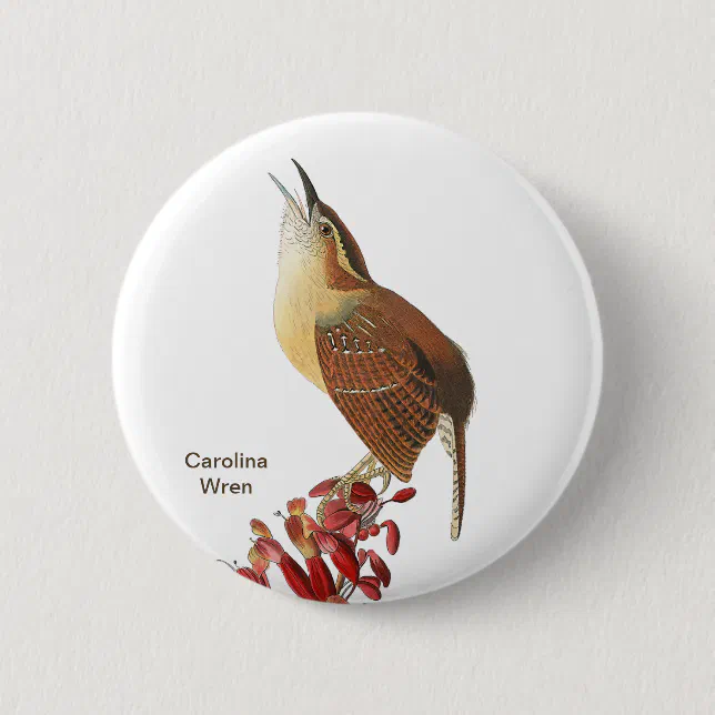 Carolina Wren, Audubon, Backyard Birdwatcher Bird Button | Zazzle