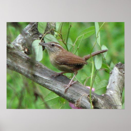 Carolina Wren Poster | Zazzle