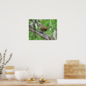 Carolina Wren Poster | Zazzle