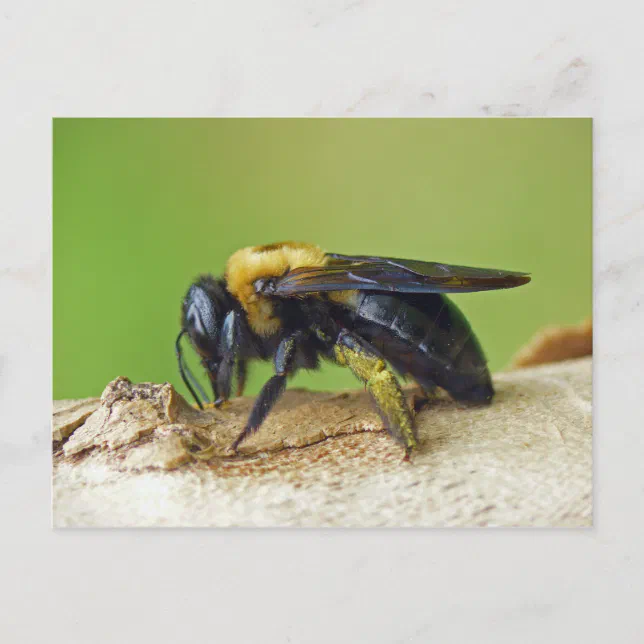 Carpenter Bee. Postcard | Zazzle