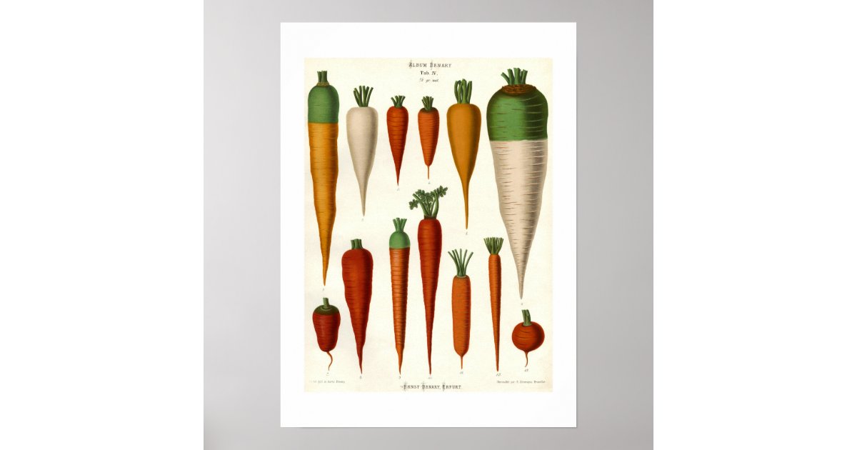 Carrots Poster | Zazzle