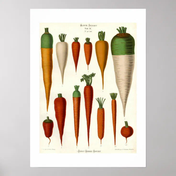 Carrots Poster | Zazzle