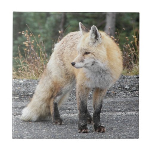 Cascade Red Fox Wildlife Photo Ceramic Tile | Zazzle
