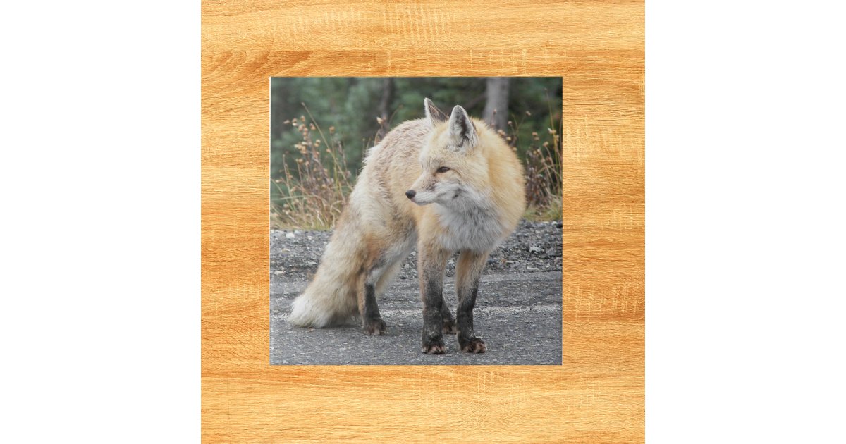 Cascade Red Fox Wildlife Photo Ceramic Tile | Zazzle