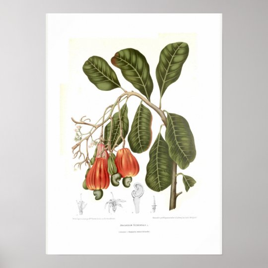 Cashew Poster | Zazzle.com