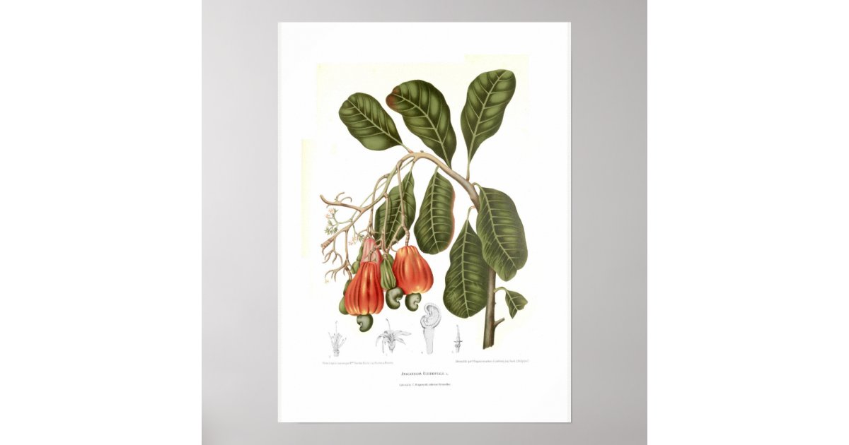 Cashew Poster | Zazzle