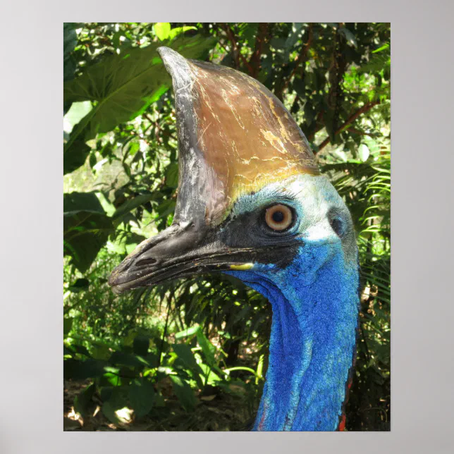 Cassowary Portrait Poster | Zazzle