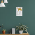 Cat Acupressure Acupuncture Points Chart | Zazzle