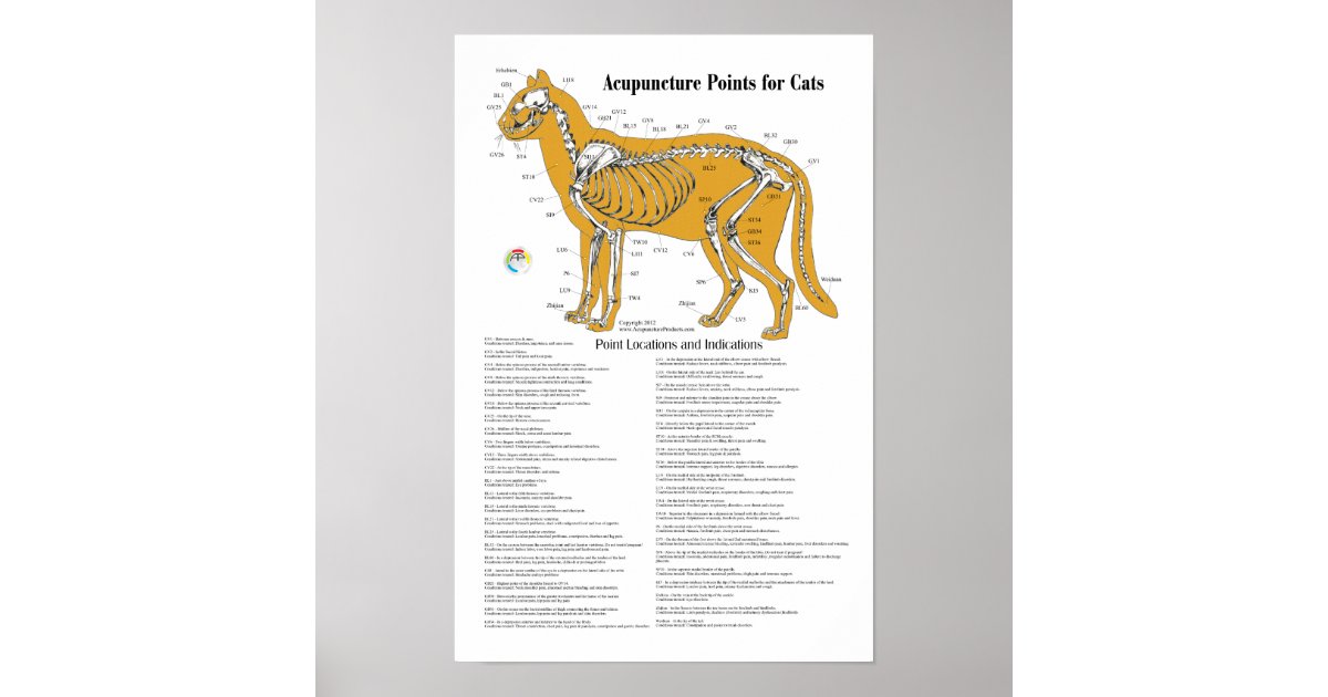 Cat Acupressure Acupuncture Points Chart | Zazzle