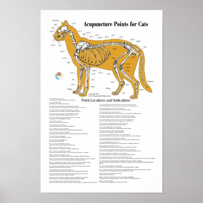 Cat Acupressure Acupuncture Points Chart | Zazzle.com