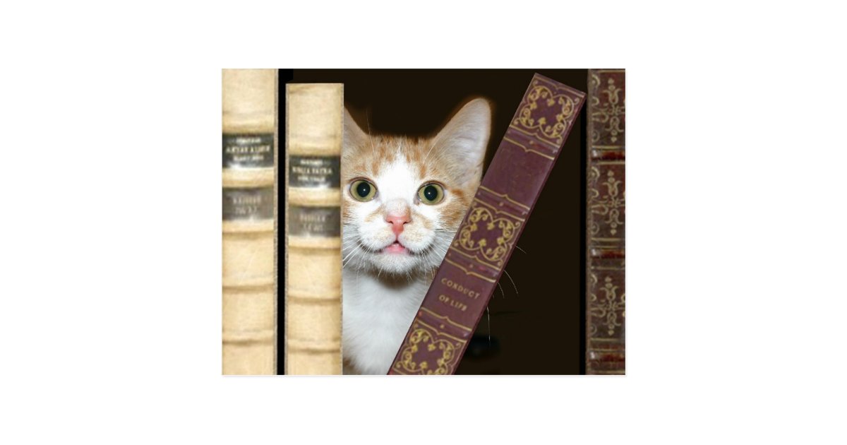 Cat and books postcard | Zazzle.com