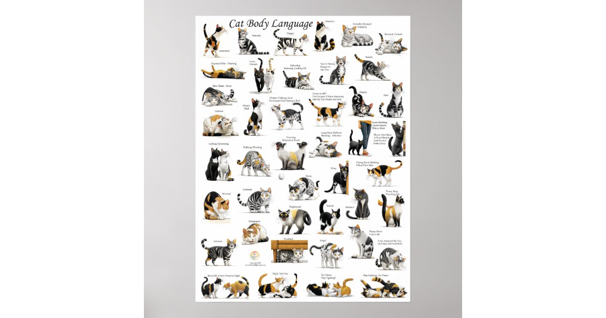 Cat Body Language Poster | Zazzle