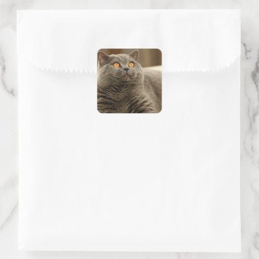 Cat: British Shorthair Cat Square Sticker | Zazzle